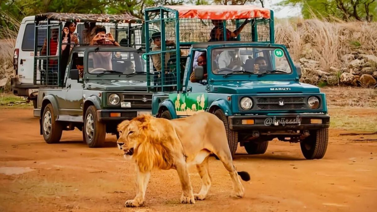 The Ultimate Gir Jungle Safari Experience: An Adventure Like No Other